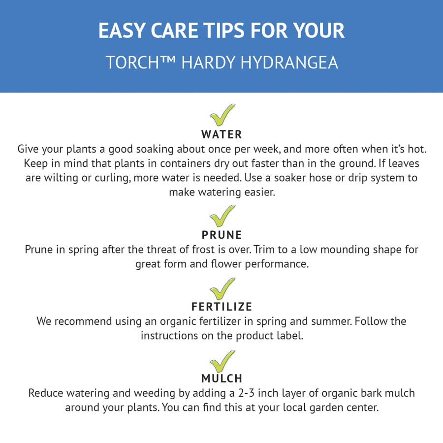 Hydrangea Torch™ Panicle Hydrangea – Wayside Gardens