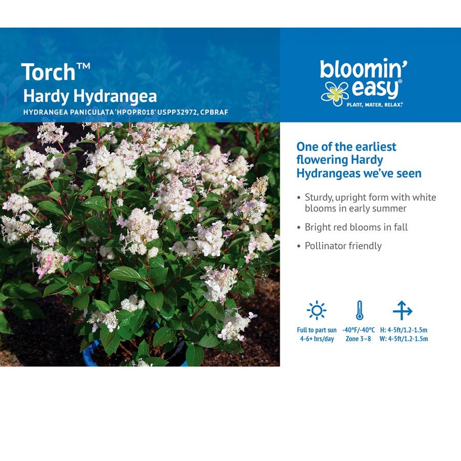 Hydrangea Torch™ Panicle Hydrangea – Wayside Gardens