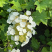 Hydrangea Toy Soldier™ Oakleaf Hydrangea – Wayside Gardens