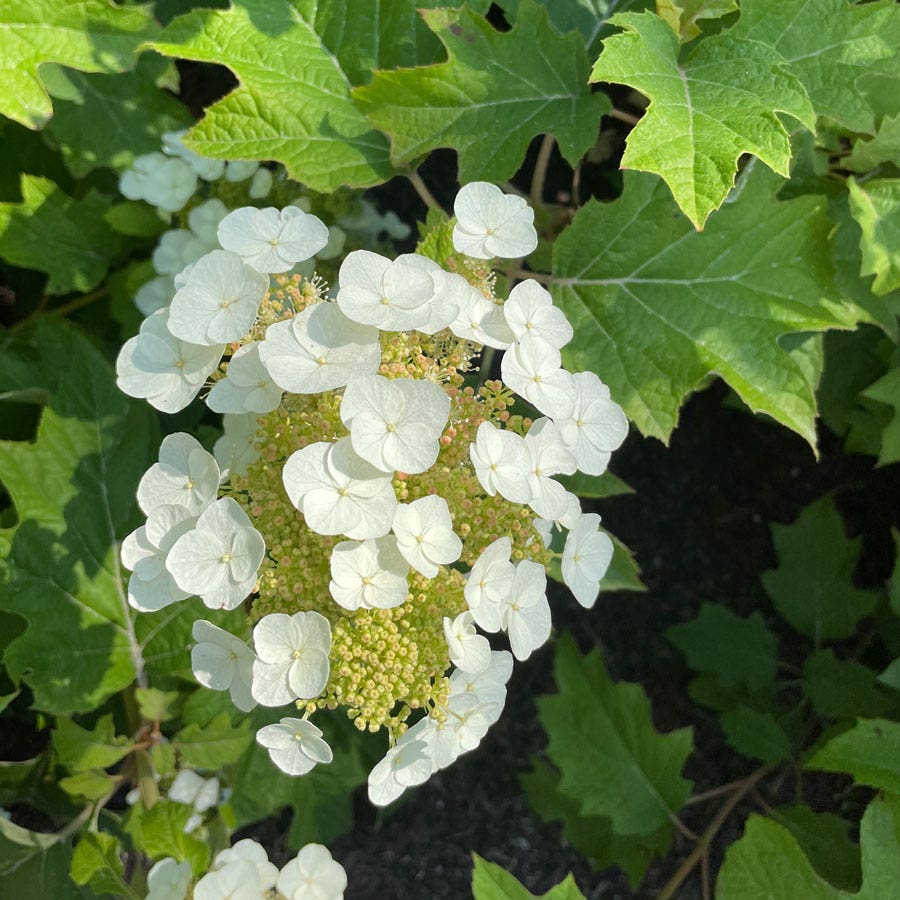 Hydrangea Toy Soldier™ Oakleaf Hydrangea – Wayside Gardens