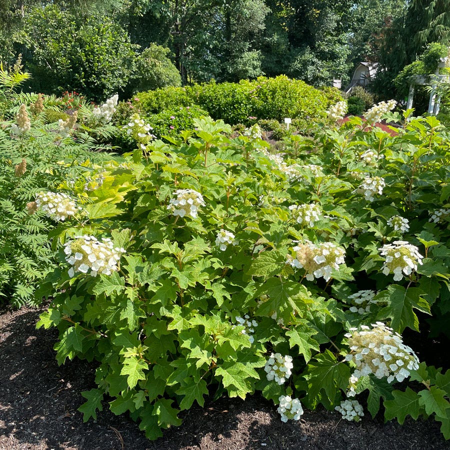 Hydrangea Toy Soldier™ Oakleaf Hydrangea – Wayside Gardens