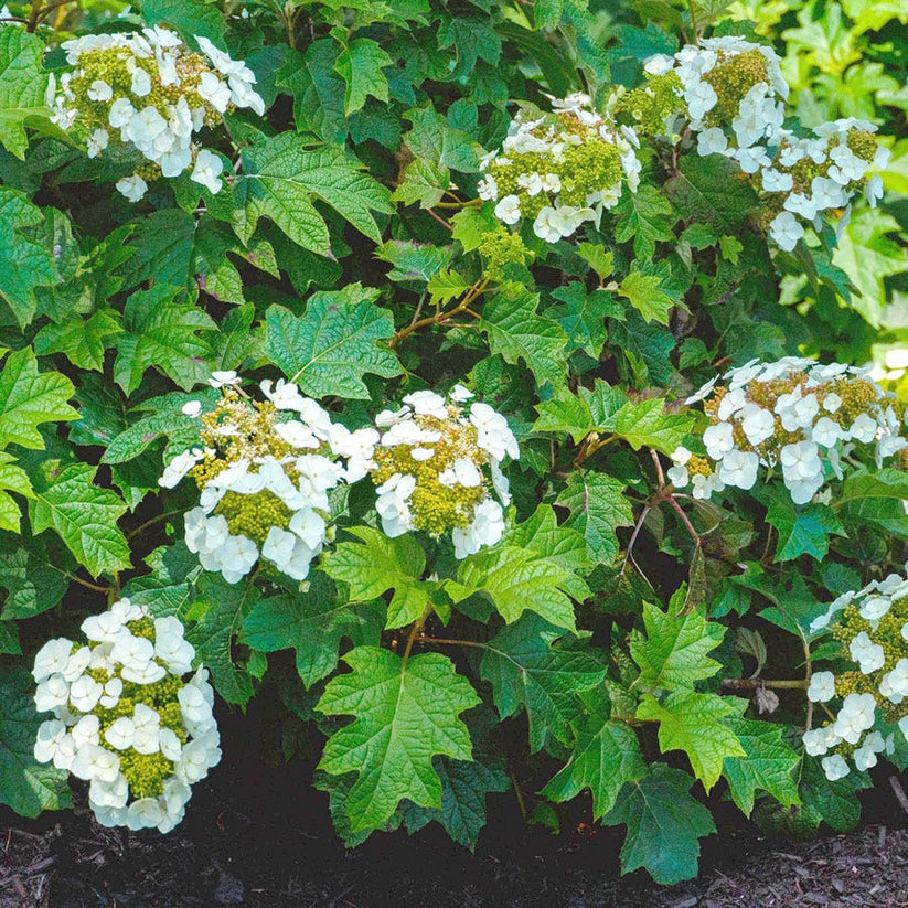 Hydrangea Toy Soldier™ Oakleaf Hydrangea – Wayside Gardens