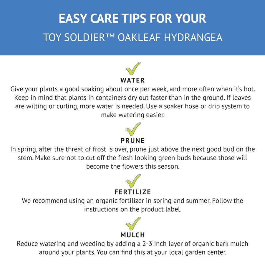 Hydrangea Toy Soldier™ Oakleaf Hydrangea – Wayside Gardens