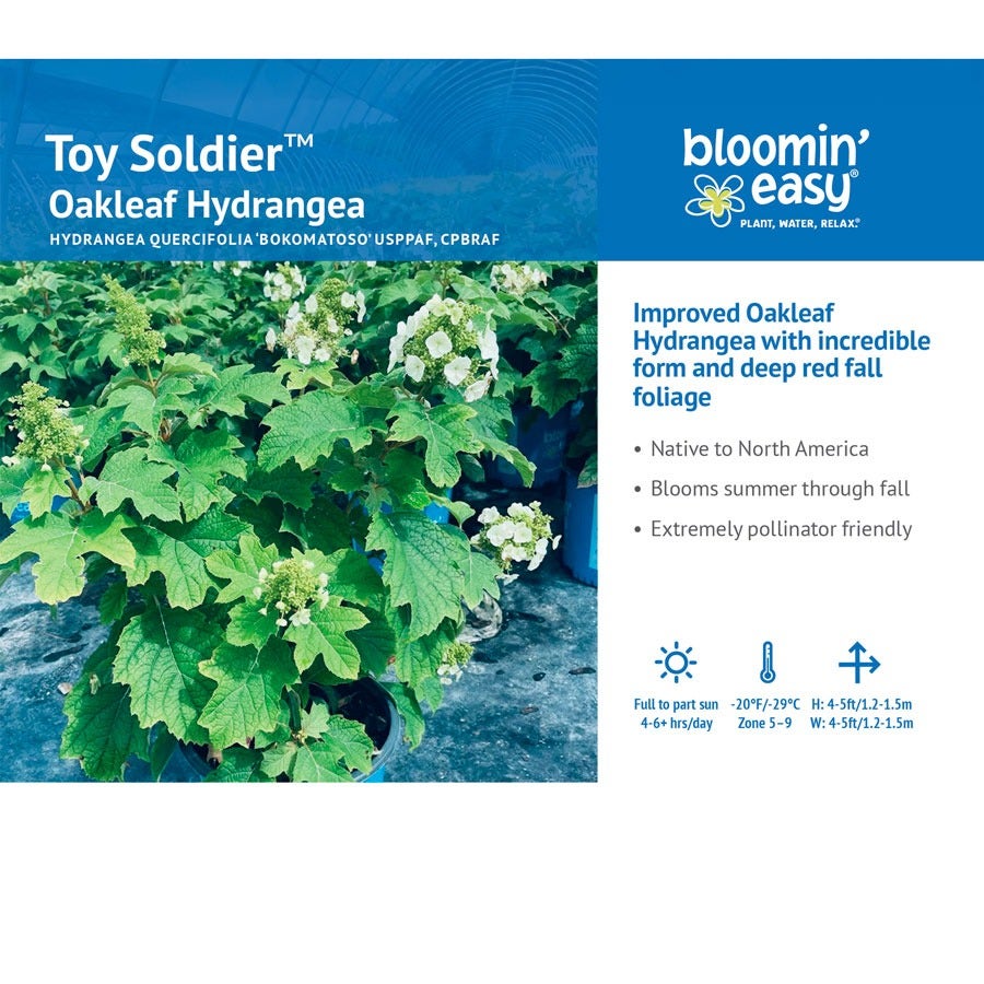 Hydrangea Toy Soldier™ Oakleaf Hydrangea – Wayside Gardens