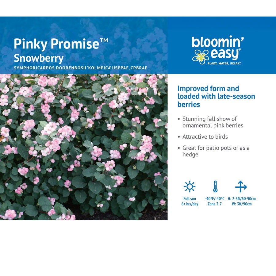 Symphoricarpos Pinky Promise™ Snowberry – Wayside Gardens